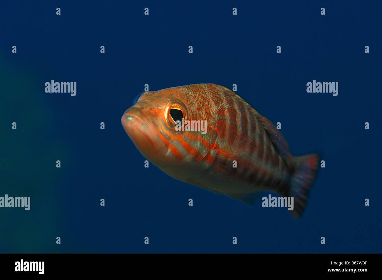 Cabrilla hi-res stock photography and images - Alamy