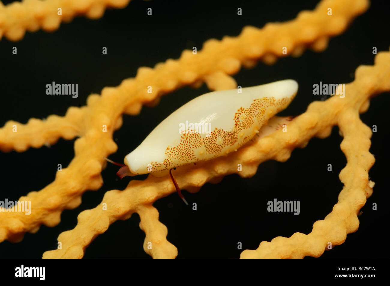 Simnia spelta hi-res stock photography and images - Alamy