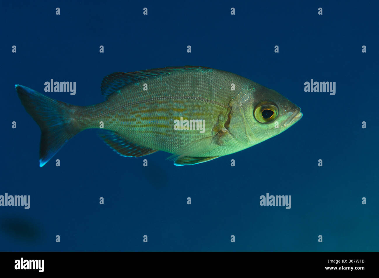 Black Bream Female Spondyliosoma cantharus Vis Island Mediterranean Sea ...