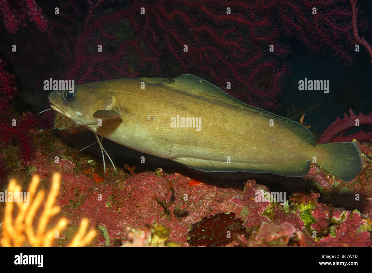 Larger Forkbeard Phycis phycis Vis Island Mediterranean Sea Croatia ...