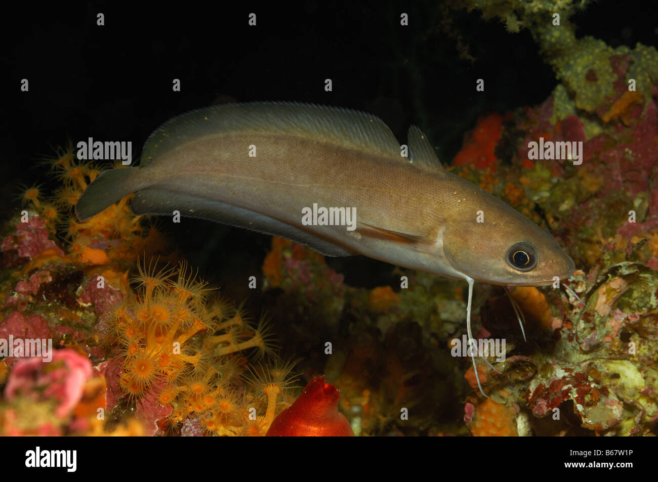 Forkbeard fish hi-res stock photography and images - Alamy