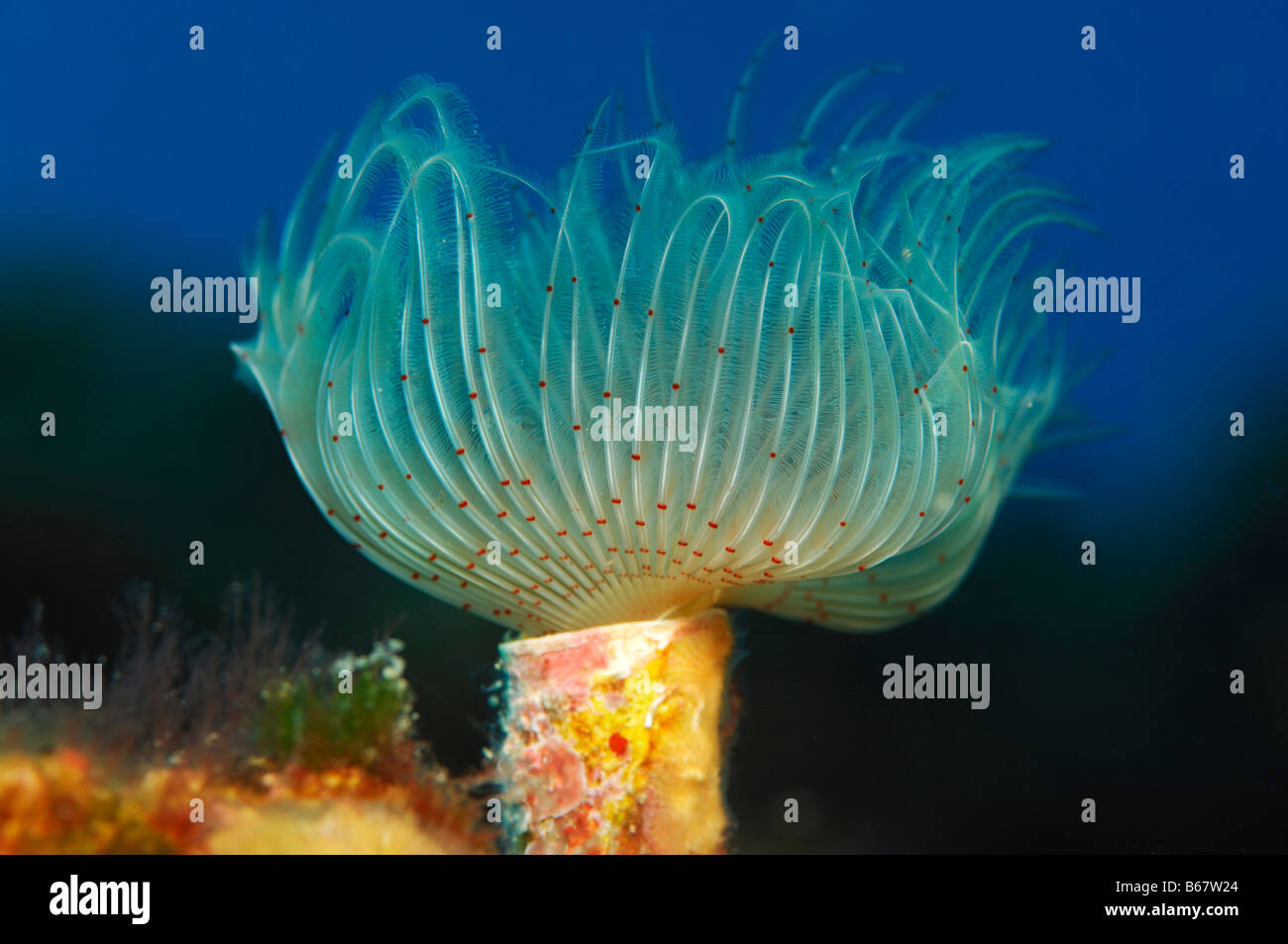 Fan Worm Vis Island Mediterranean Sea Croatia Stock Photo - Alamy