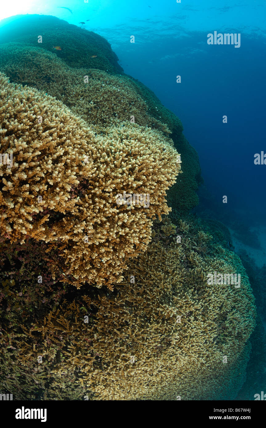 Reeftop with Branching Corals Acropora Fury Shoals Marsa Alam Red Sea ...