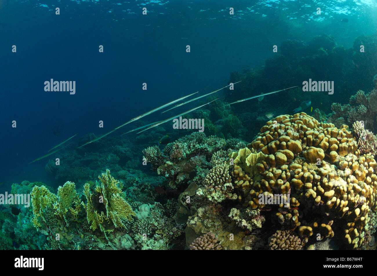 Cornetfishes at Reef Fistularia commersonii Fury Shoals Marsa Alam Red ...