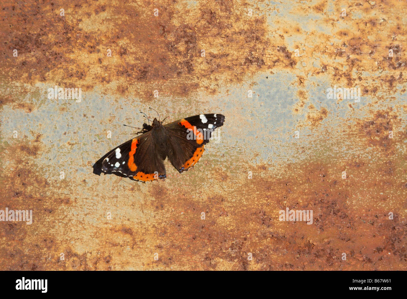 The butterfly this one of beautiful forms of insects Stock Photo - Alamy