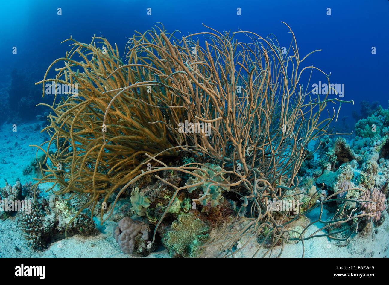 Rumphella antipathes hi-res stock photography and images - Alamy