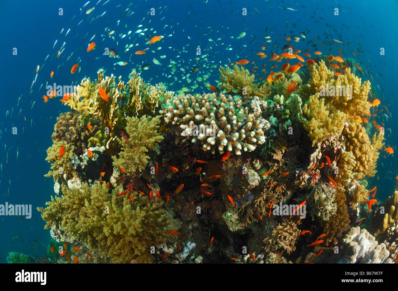 Coral Reef Fury Shoals Marsa Alam Red Sea Egypt Stock Photo - Alamy