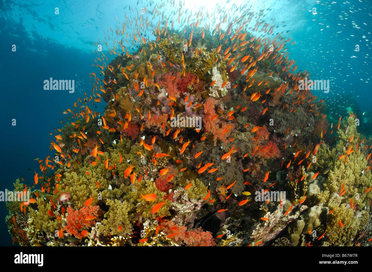 Red sea basslet hi-res stock photography and images - Alamy