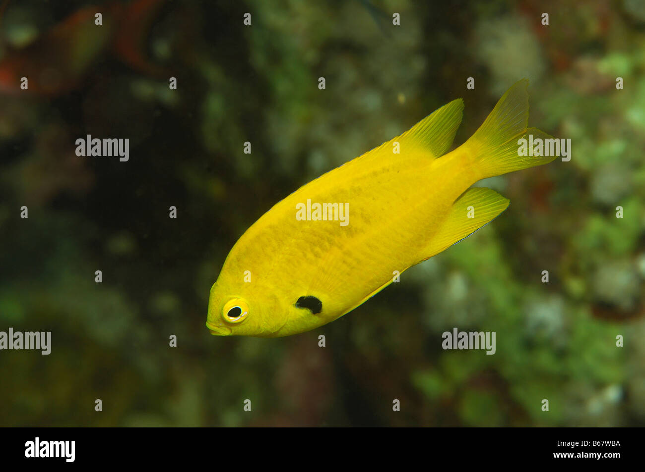Lemon Damsel Pomacentrus sulfureus Marsa Alam Red Sea Egypt Stock Photo ...