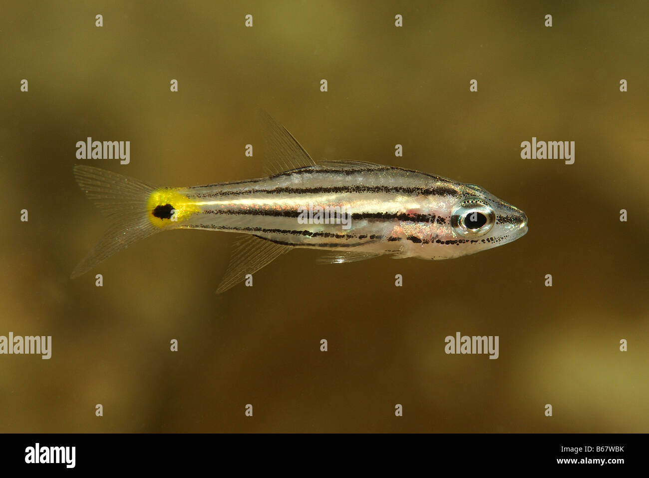 Five lined Cardinalfish Cheilodipterus quinquelineatus Marsa Alam Red ...