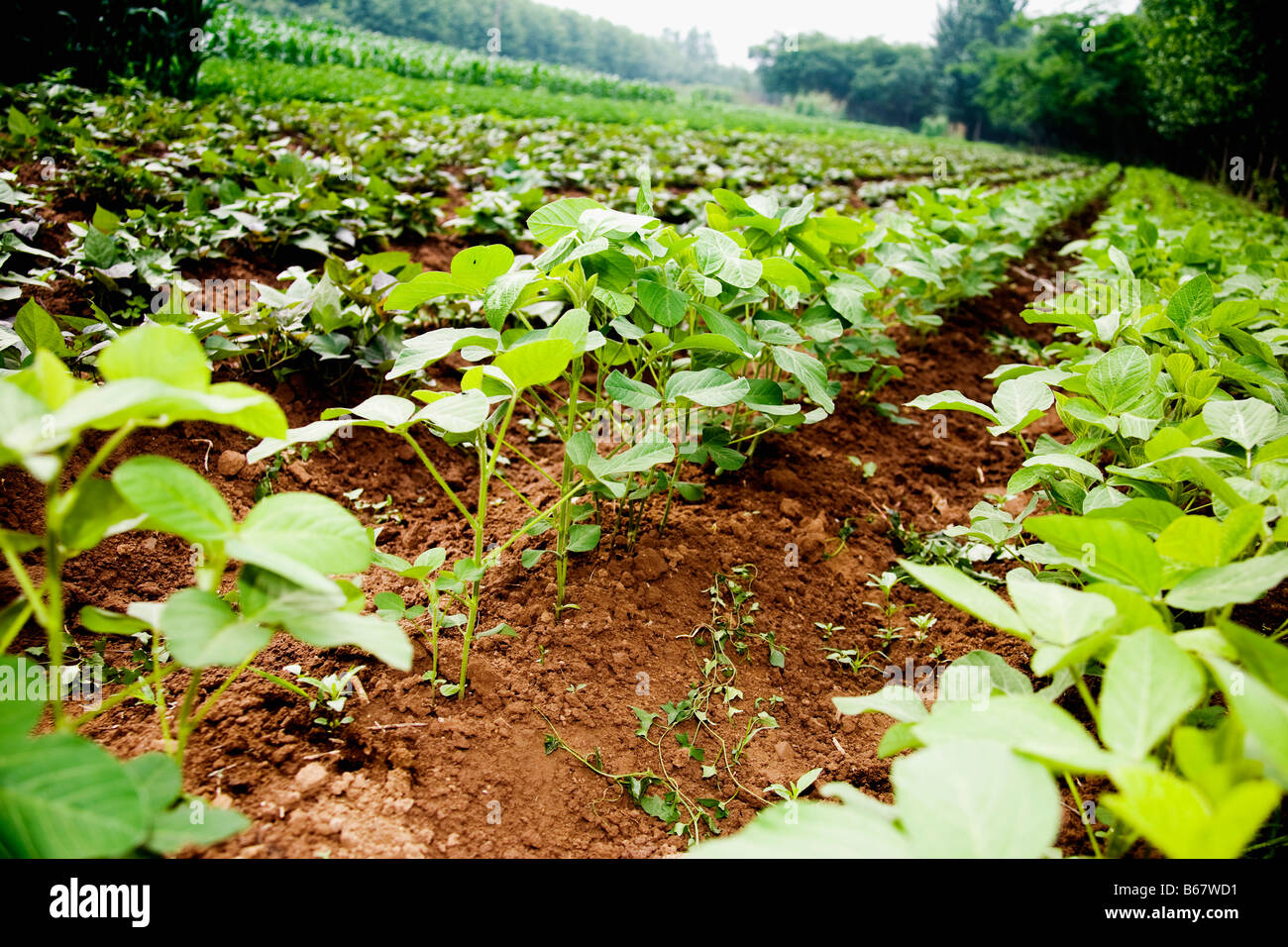 Potato farming china hi-res stock photography and images - Alamy