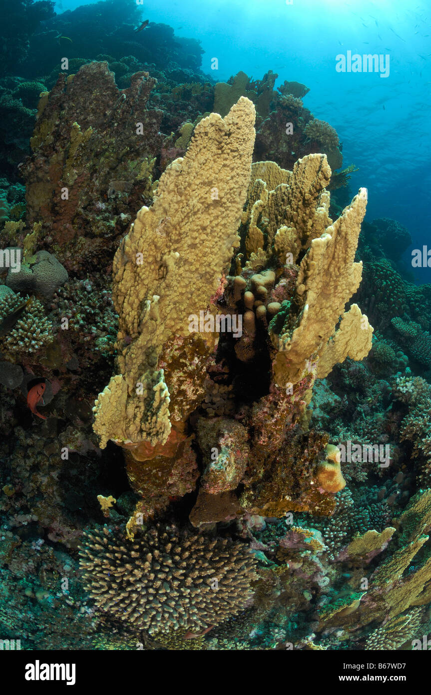 Fire corals red sea hi-res stock photography and images - Alamy