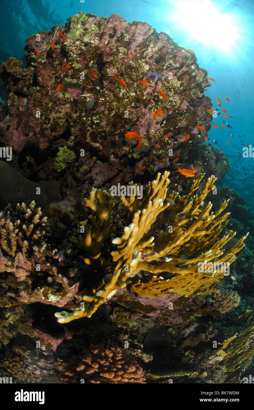 Fire Corals Millepora dichotoma Marsa Alam Red Sea Egypt Stock Photo ...