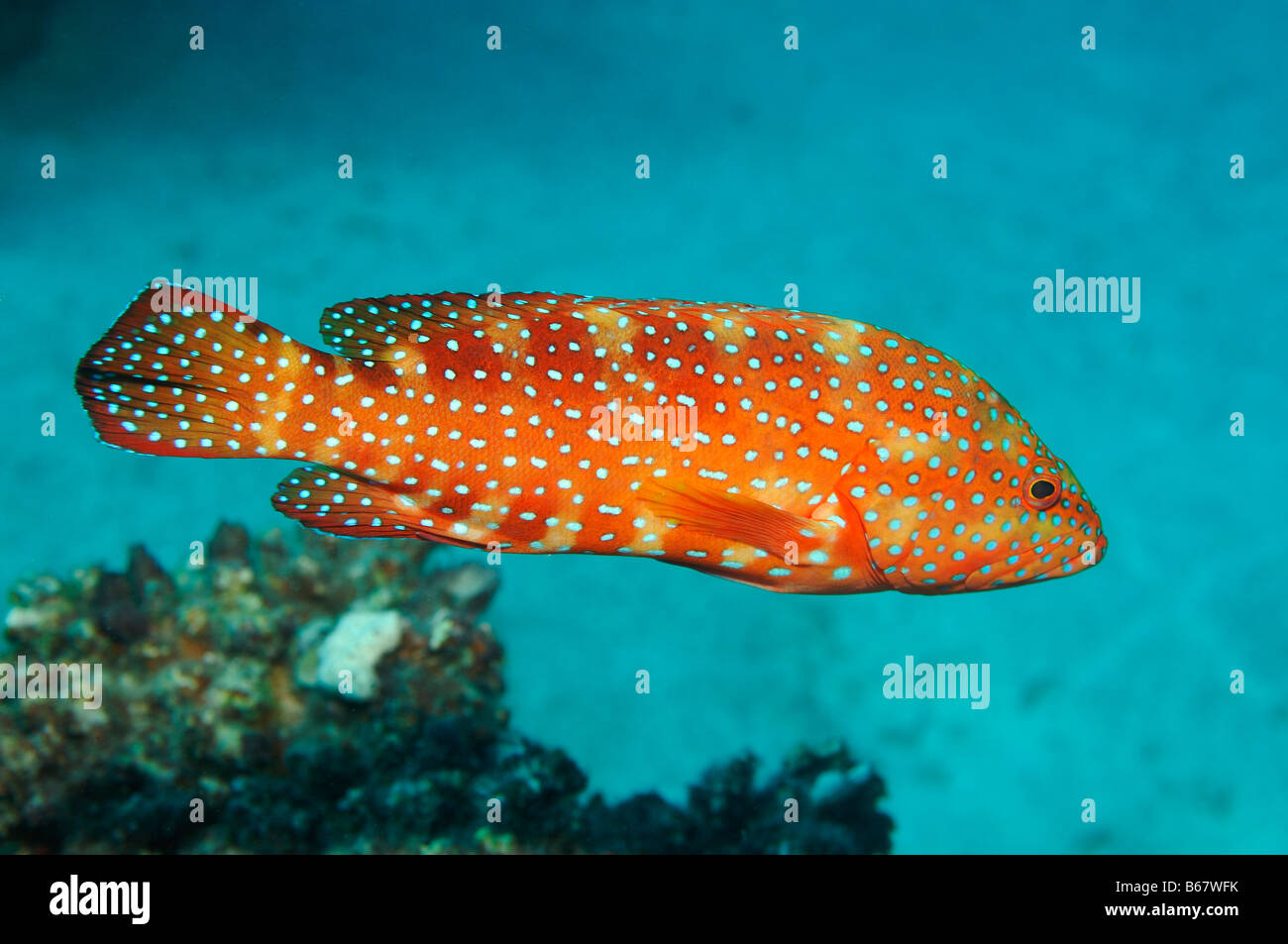 Coral Grouper Cephalopholis miniatus Marsa Alam Red Sea Egypt Stock ...