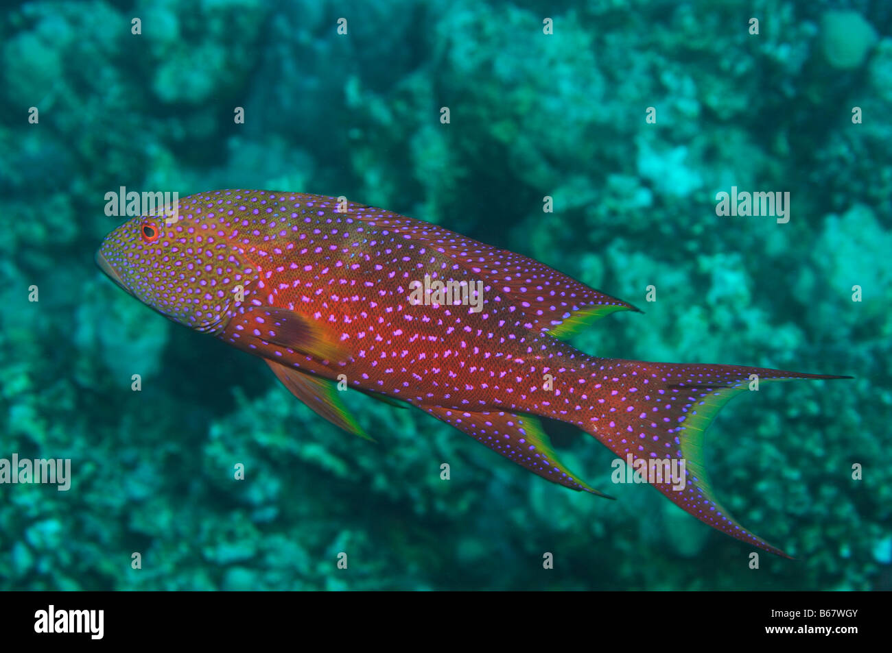 Lyretail Grouper Variola louti Marsa Alam Red Sea Egypt Stock Photo - Alamy
