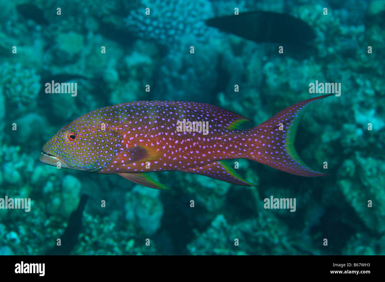 Lyretail Grouper Variola louti Marsa Alam Red Sea Egypt Stock Photo - Alamy
