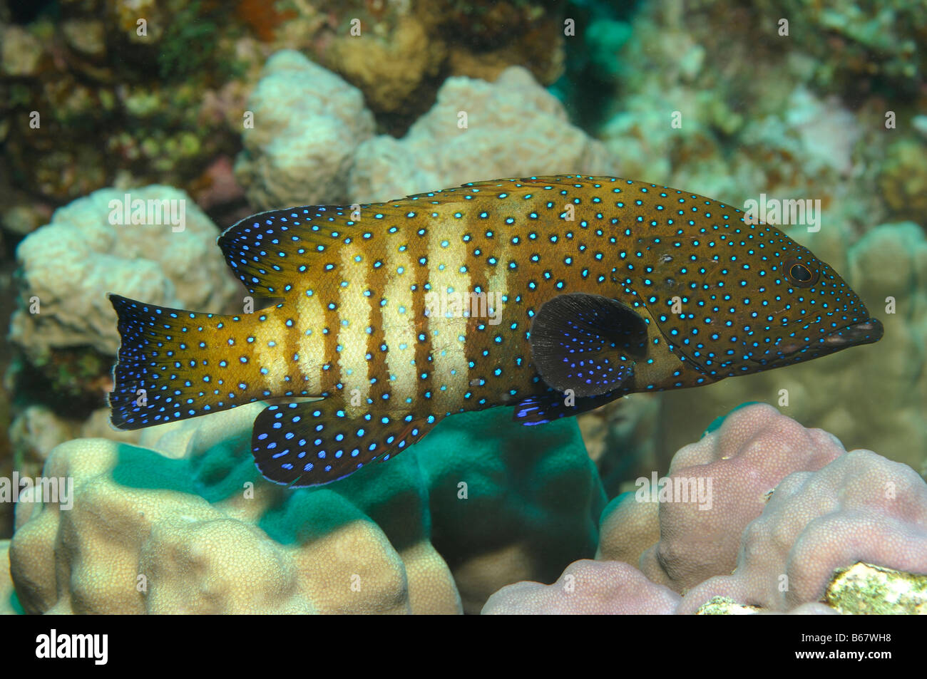 Peacock Grouper Cephalopholis argus Marsa Alam Red Sea Egypt Stock ...