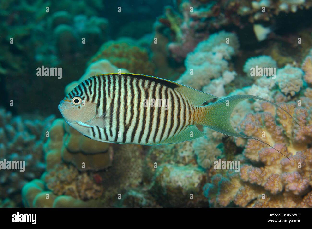 Zebra angelfish hi-res stock photography and images - Alamy