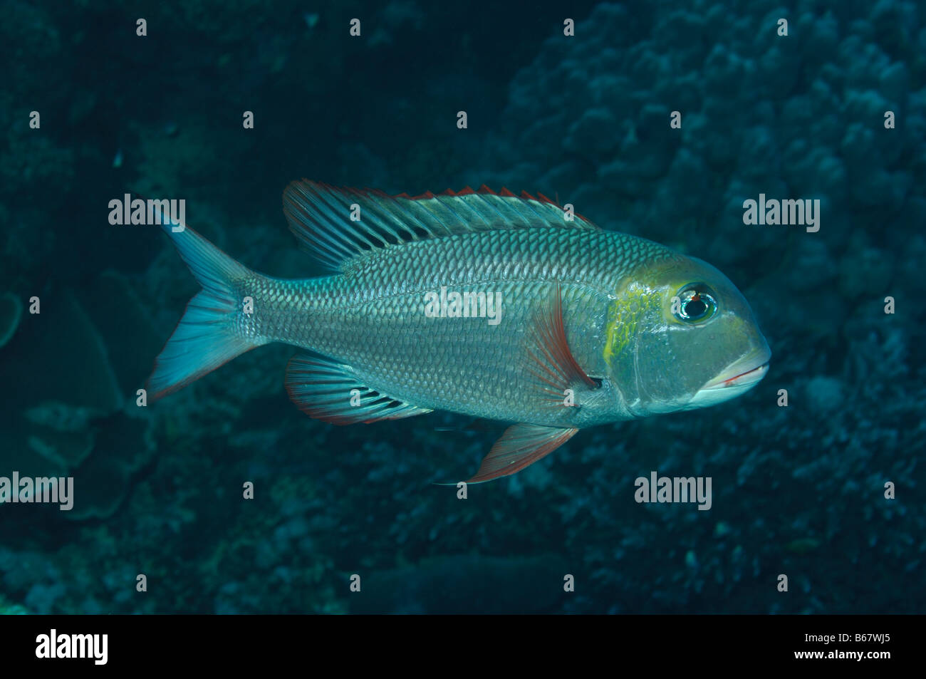 Bigeye Emperor Monotaxis granoculis Marsa Alam Red Sea Egypt Stock ...