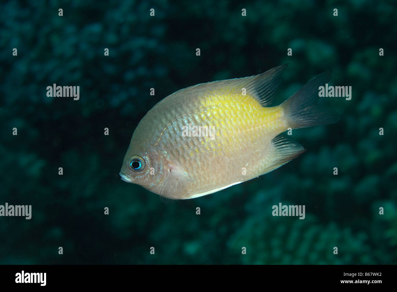 Damsel Fish Amblyglyphidodon flavilatus Marsa Alam Red Sea Egypt Stock ...