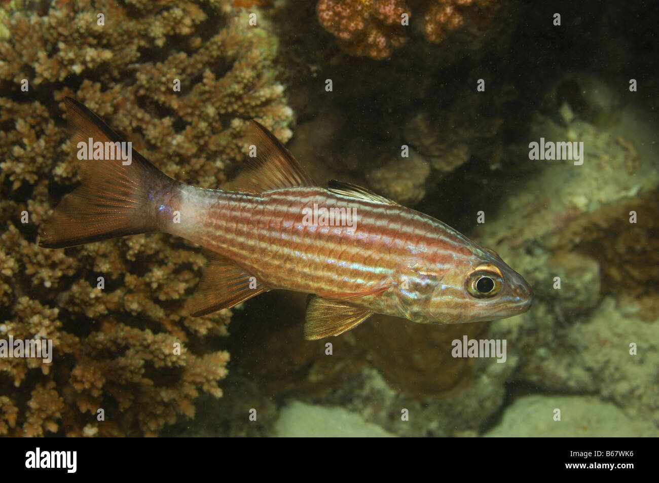 Large toothed Cardinalfish Cheilodipterus macrodon Marsa Alam Red Sea ...