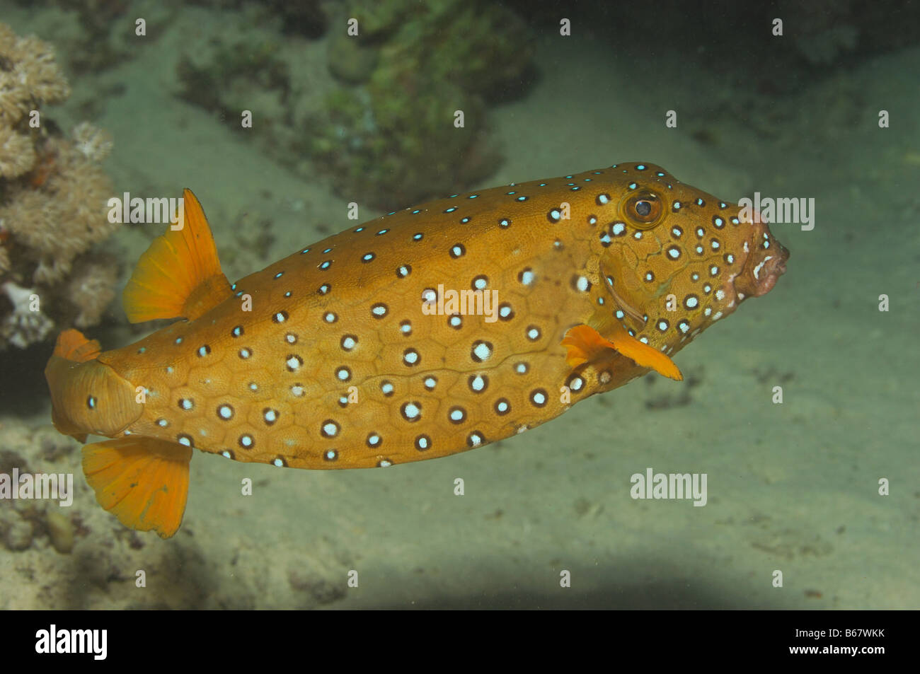 Yellow Boxfish Ostracion cubicus Marsa Alam Red Sea Egypt Stock Photo ...