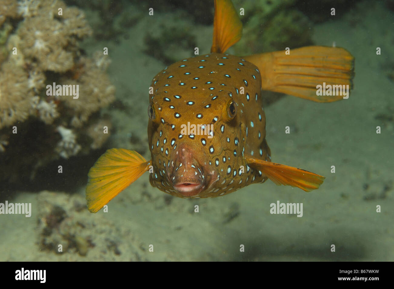 Yellow Boxfish Ostracion cubicus Marsa Alam Red Sea Egypt Stock Photo ...