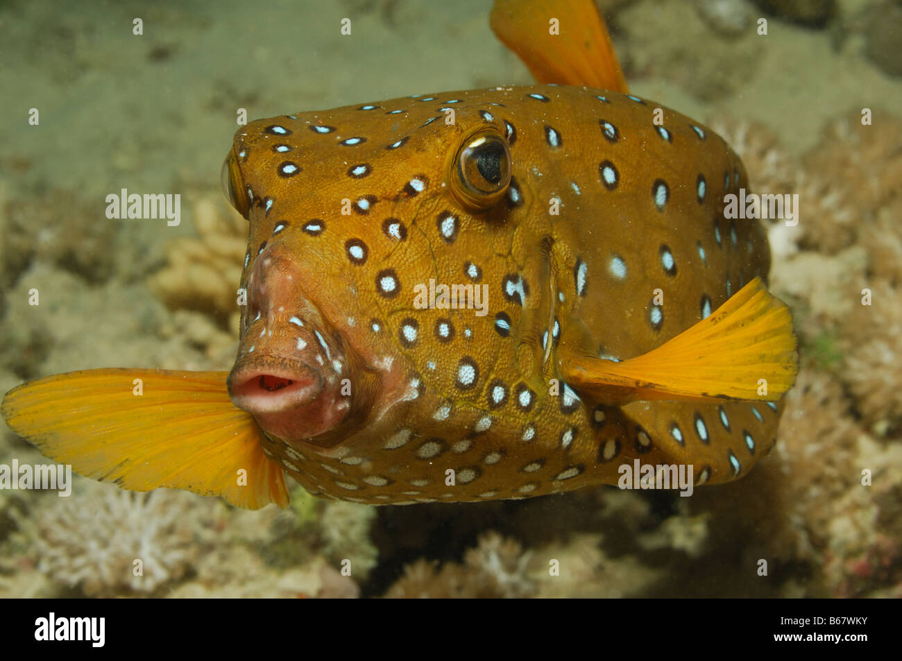 Yellow Boxfish Ostracion cubicus Marsa Alam Red Sea Egypt Stock Photo ...