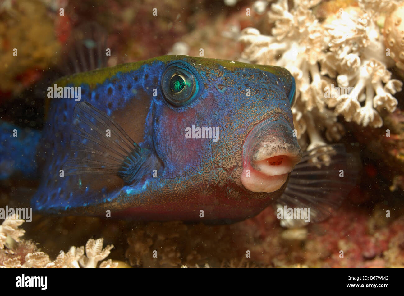 Red Sea Boxfish High Resolution Stock Photography and Images - Alamy