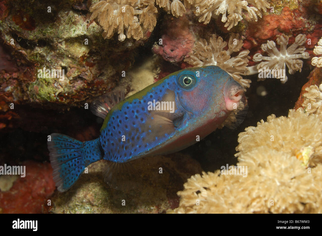 Red Sea Boxfish Ostracion cyanurus Marsa Alam Red Sea Egypt Stock Photo ...