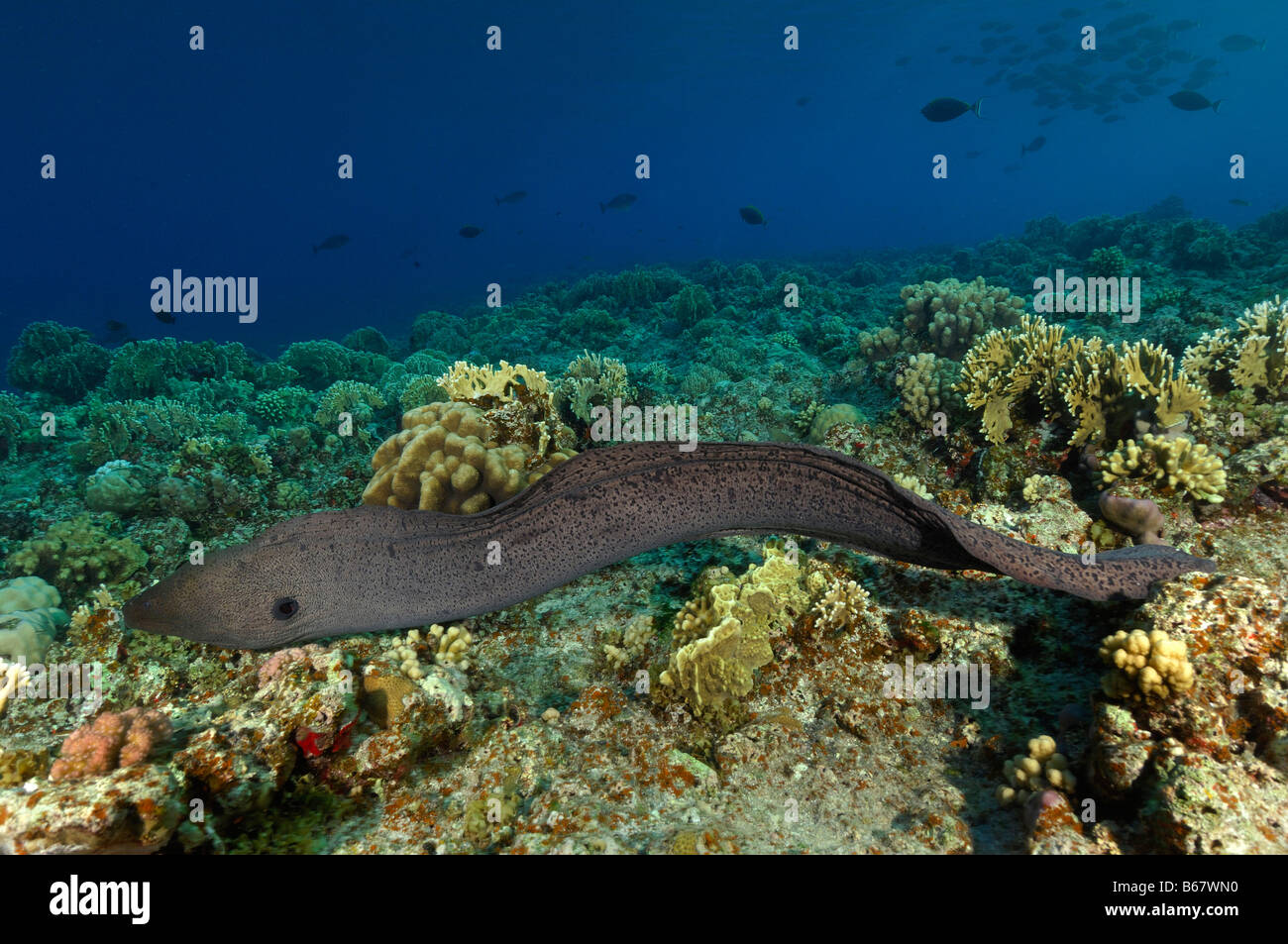 Moray eels red sea hi-res stock photography and images - Alamy