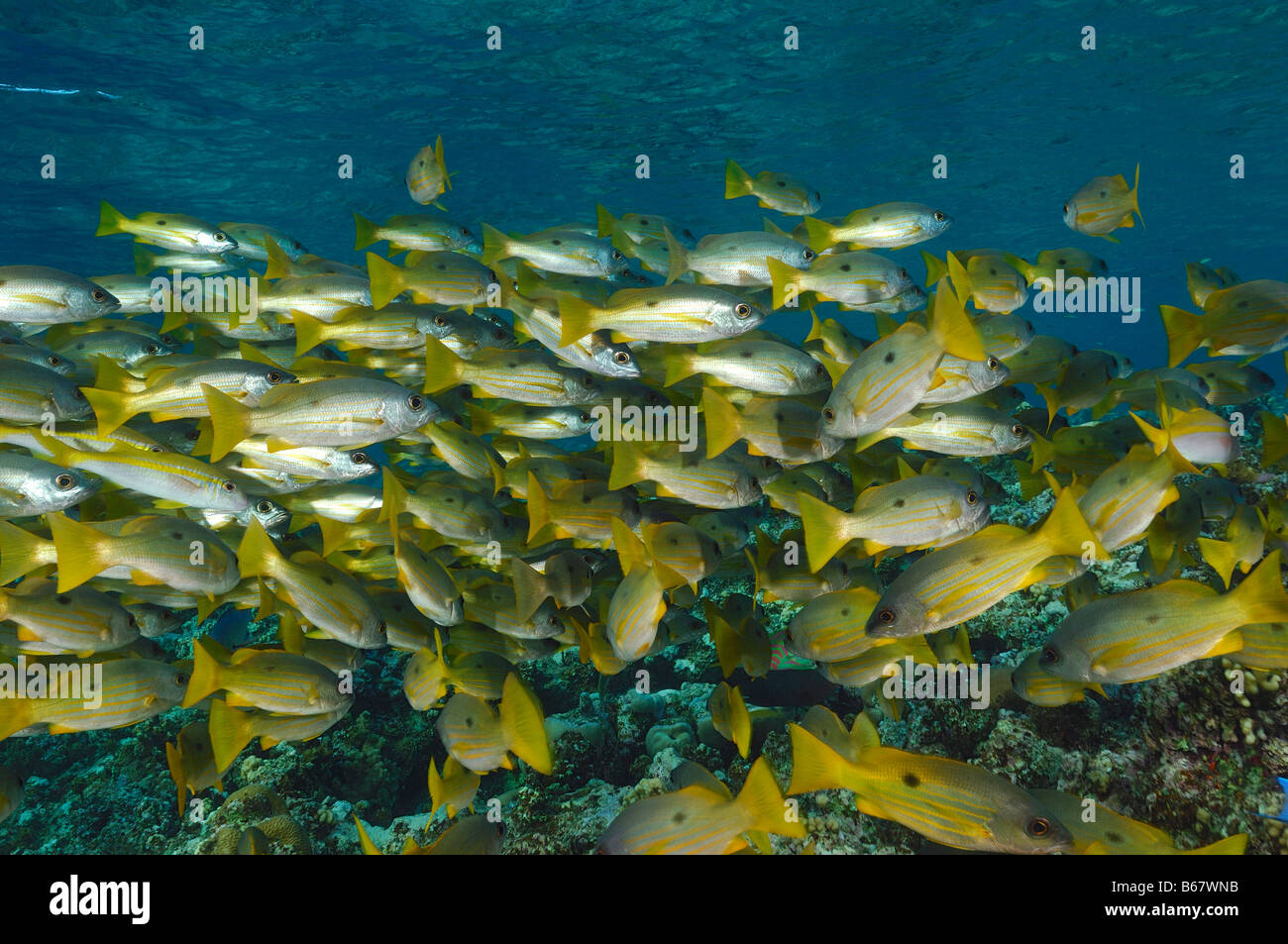 Ehrenbergii hi-res stock photography and images - Alamy