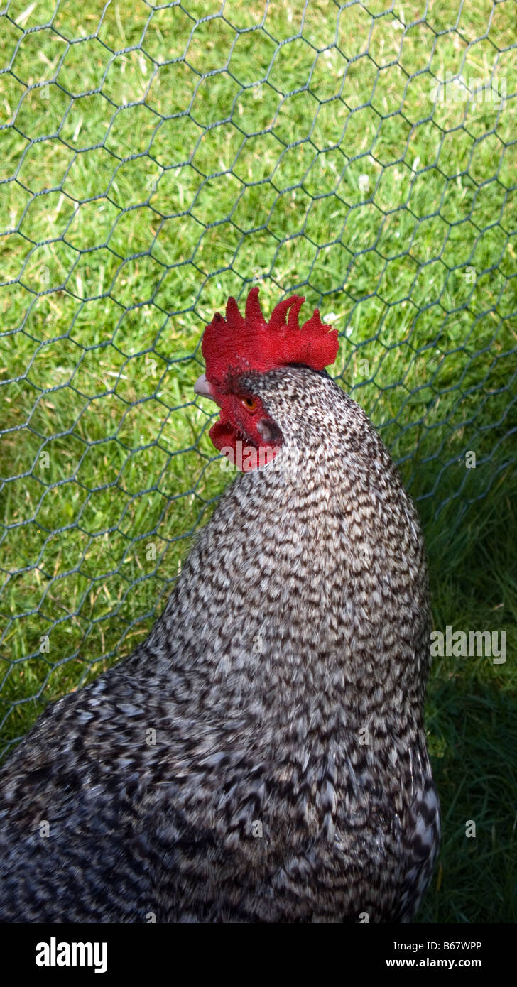 Rooster, England, UK Stock Photo - Alamy