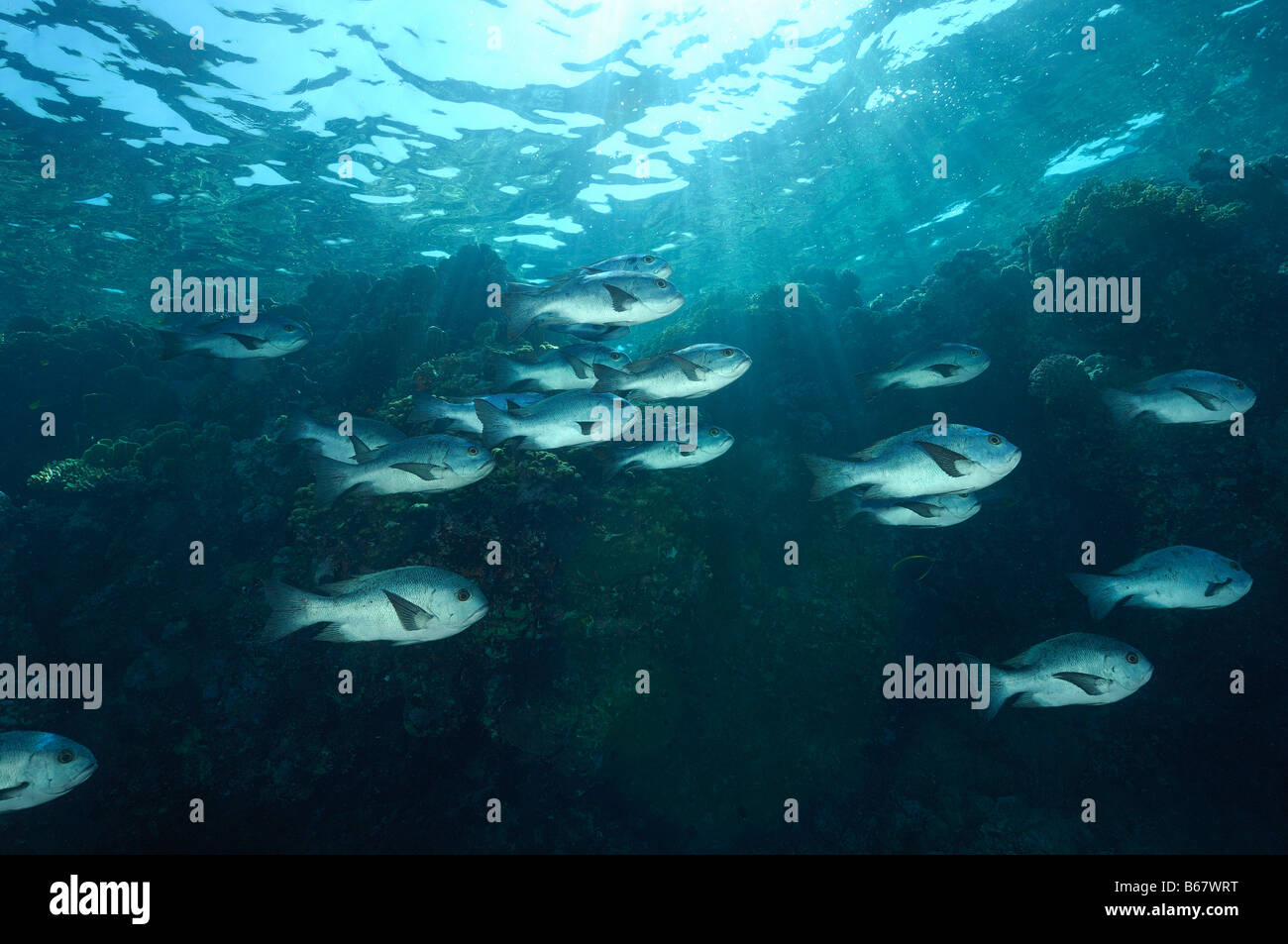 Black Snapper Macolor niger Elphinstone Reef Red Sea Egypt Stock Photo ...