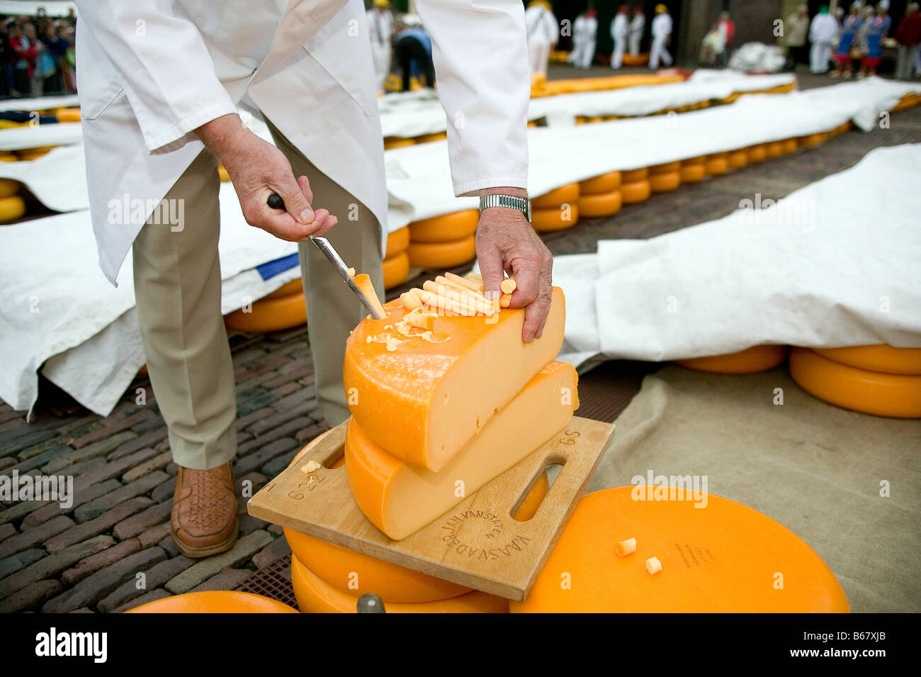 A man testing cheese quality at the weekly cheese market in Alkmaar ...