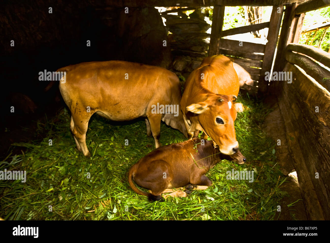 China cows hi-res stock photography and images - Alamy