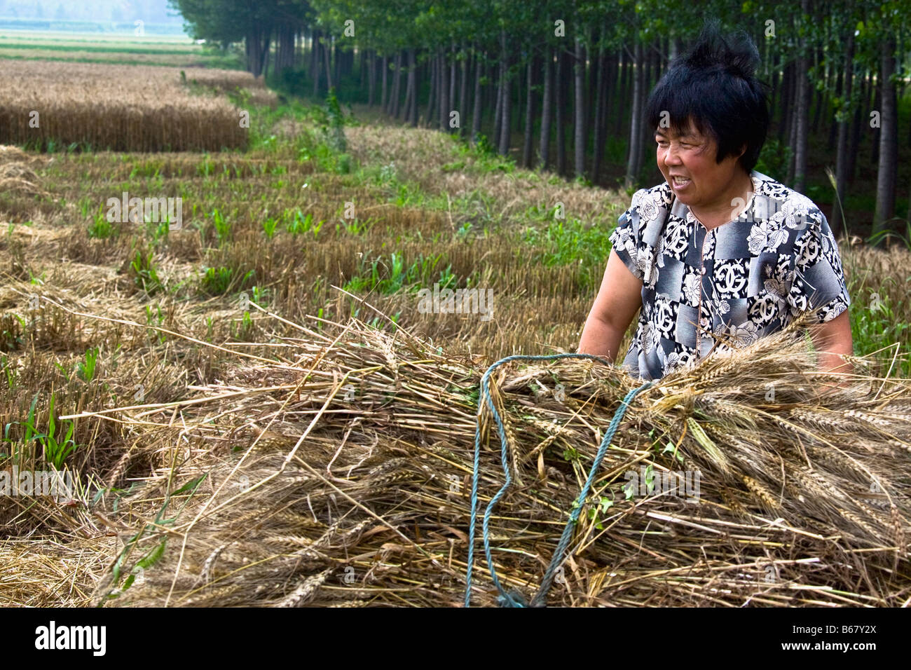 Bundle of wheat hi-res stock photography and images - Alamy