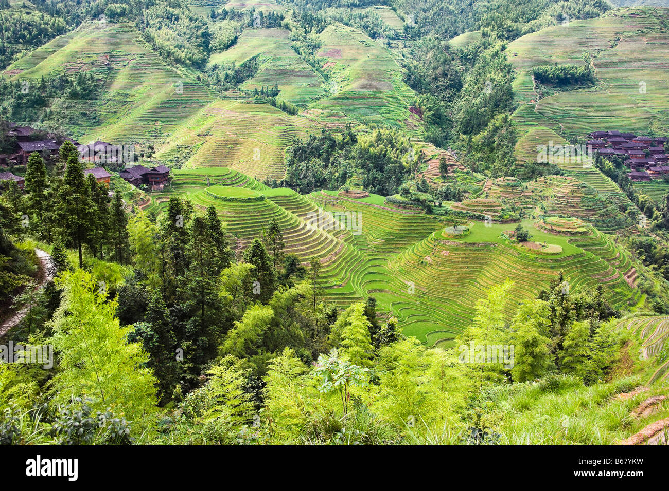 High angle view of terraced rice fields, Jinkeng Terraced Field ...