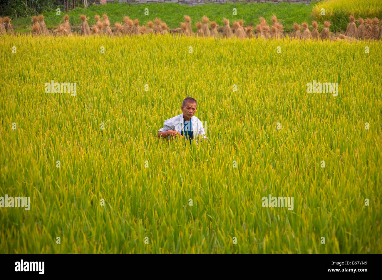 China Rice Paddy Worker High Resolution Stock Photography and Images ...