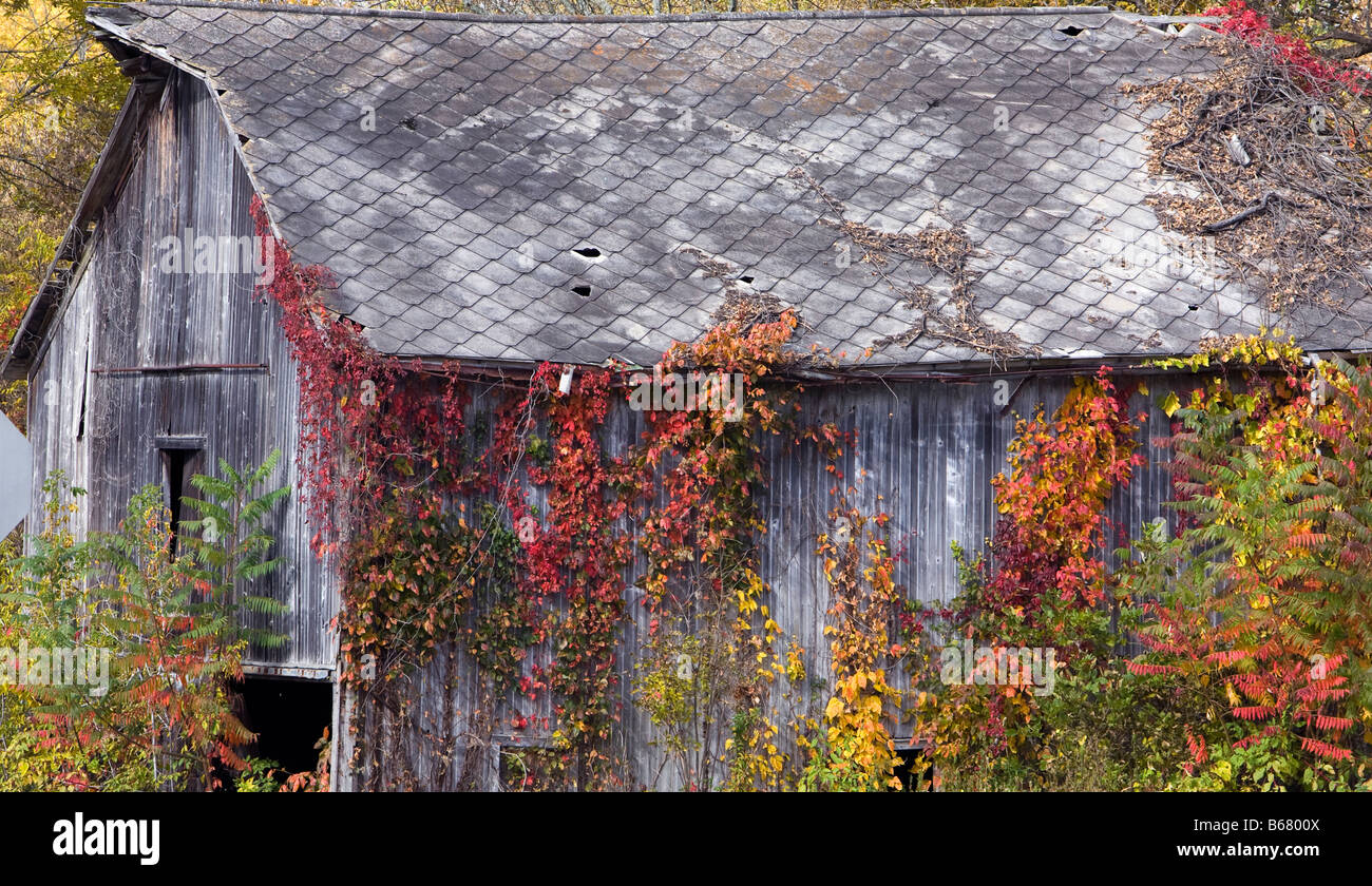 Ivy covered farmers barn Stock Photo - Alamy