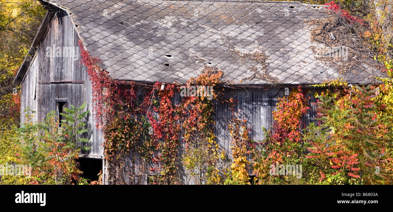 Ivy covered farmers barn Stock Photo - Alamy