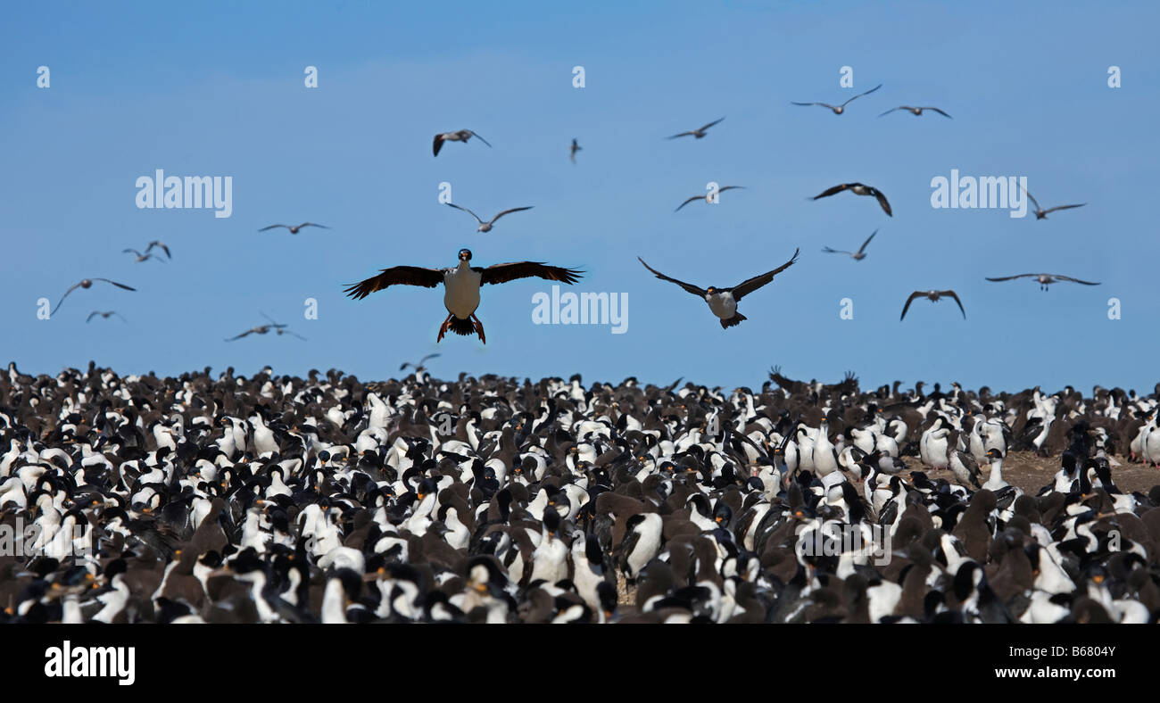 Cormorants hi-res stock photography and images - Alamy
