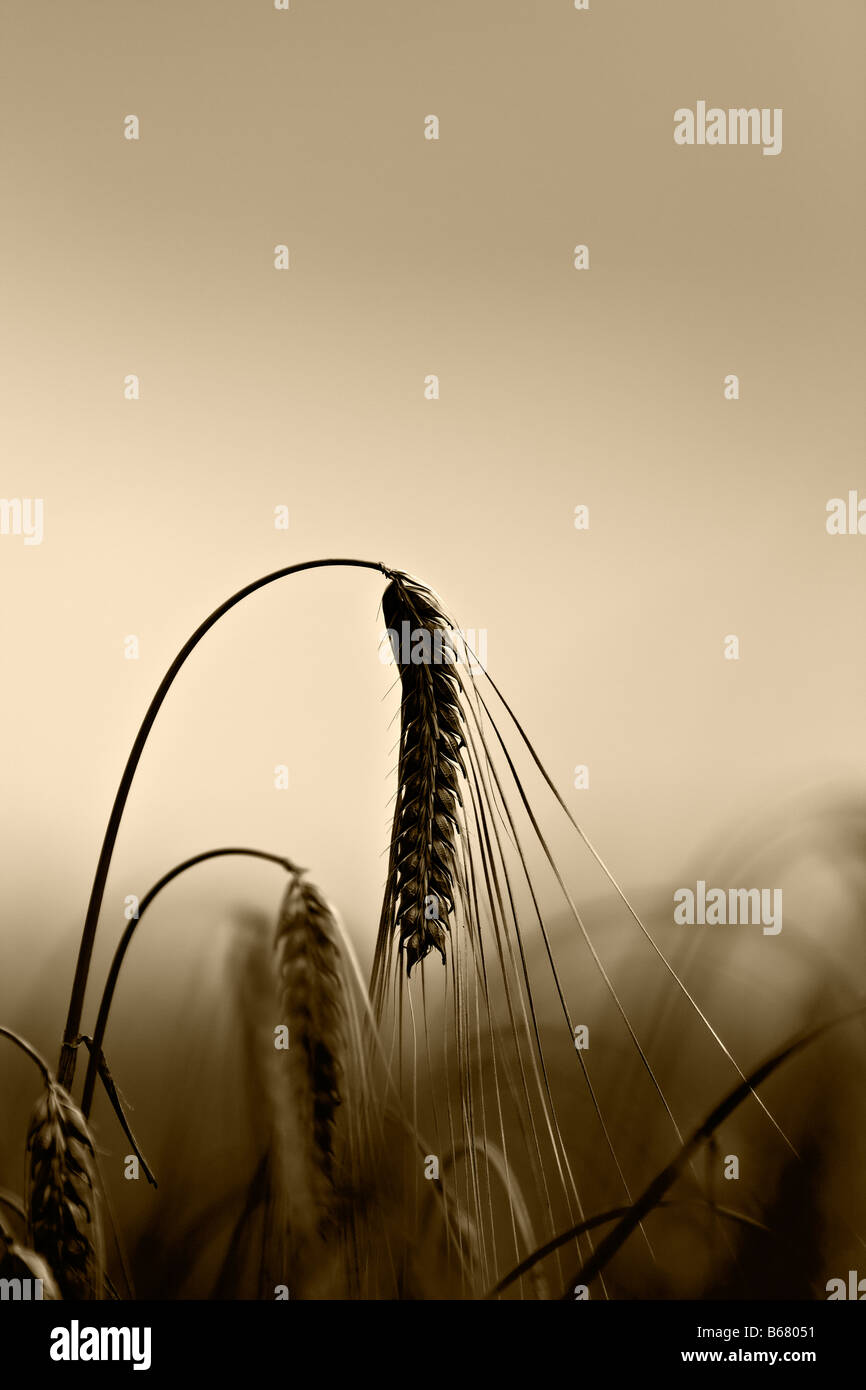 Barley ear hi-res stock photography and images - Alamy