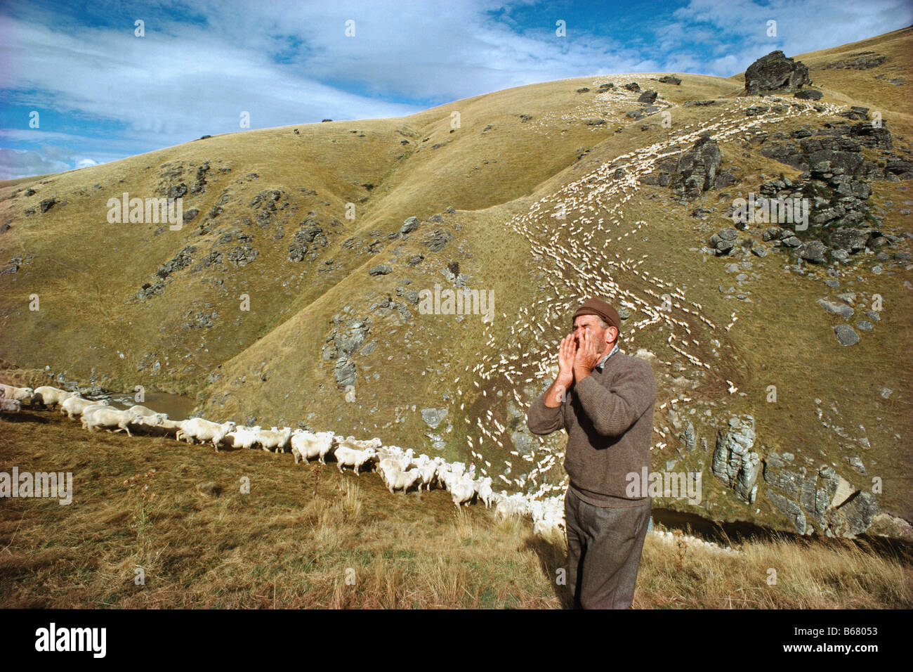 mustering sheep, South Island, New Zealand Stock Photo - Alamy