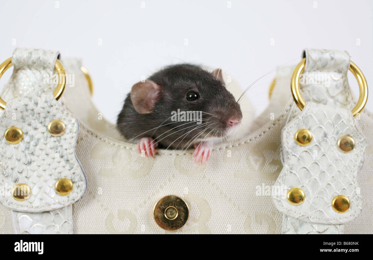Bag of rats hi-res stock photography and images - Alamy