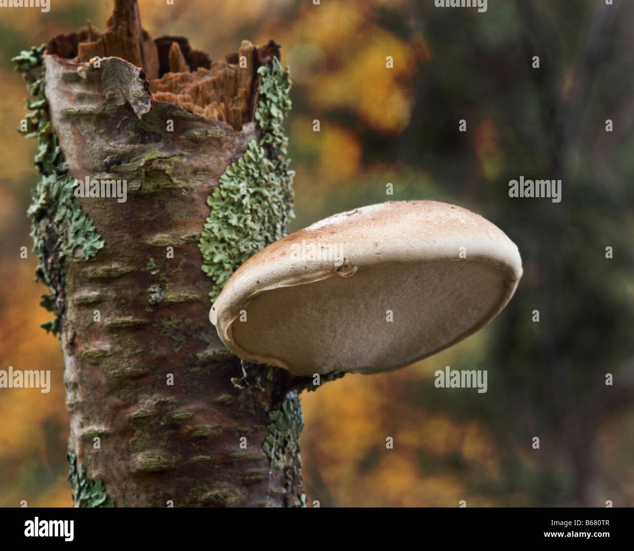 Birch polypore hi-res stock photography and images - Alamy