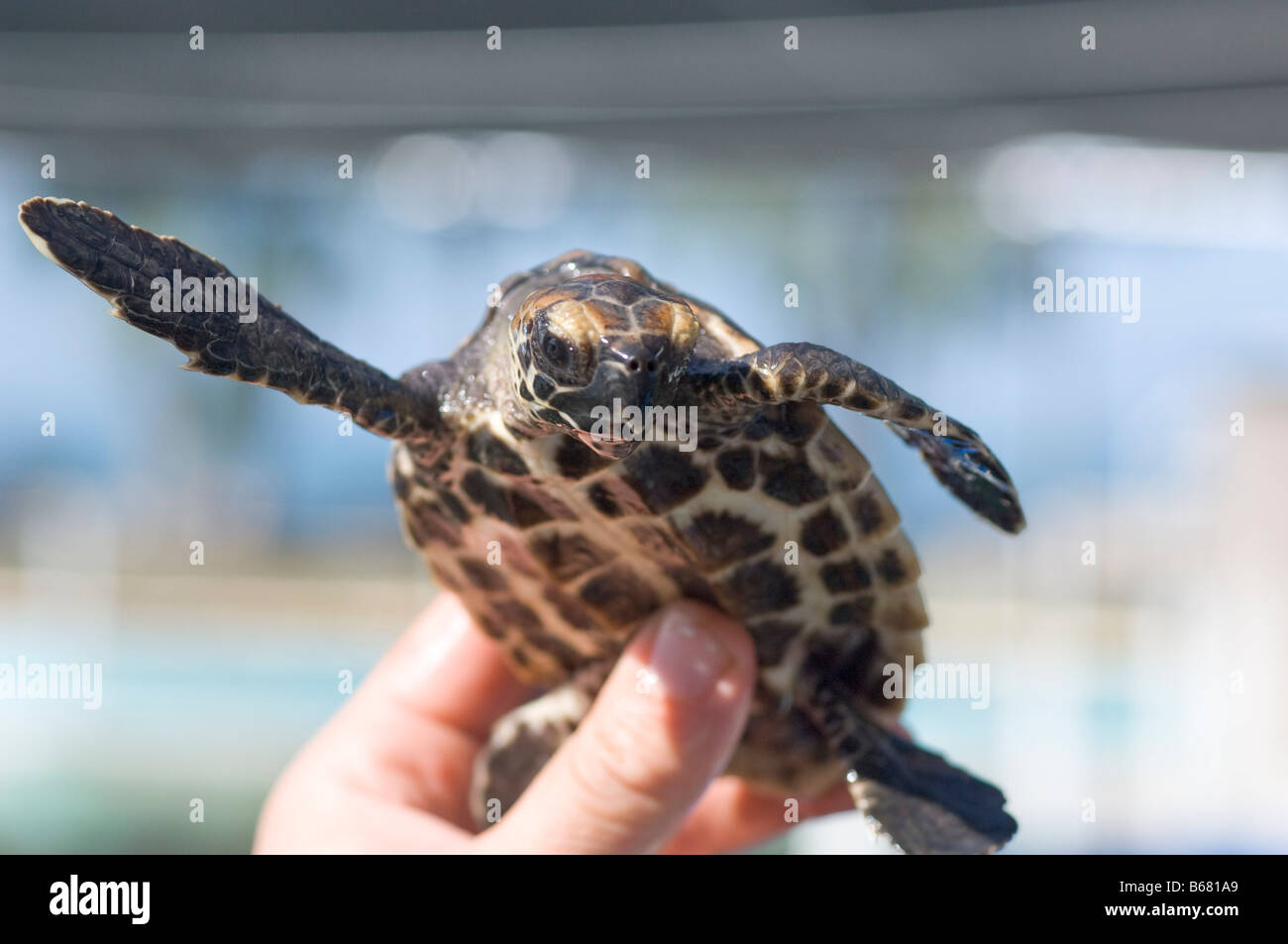 Close-up of Turtle, The Turtle Hospital, Marathon Dolphin Sanctuary ...