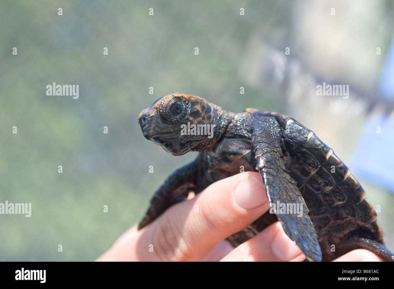 Close-up of Turtle, The Turtle Hospital, Marathon Dolphin Sanctuary ...