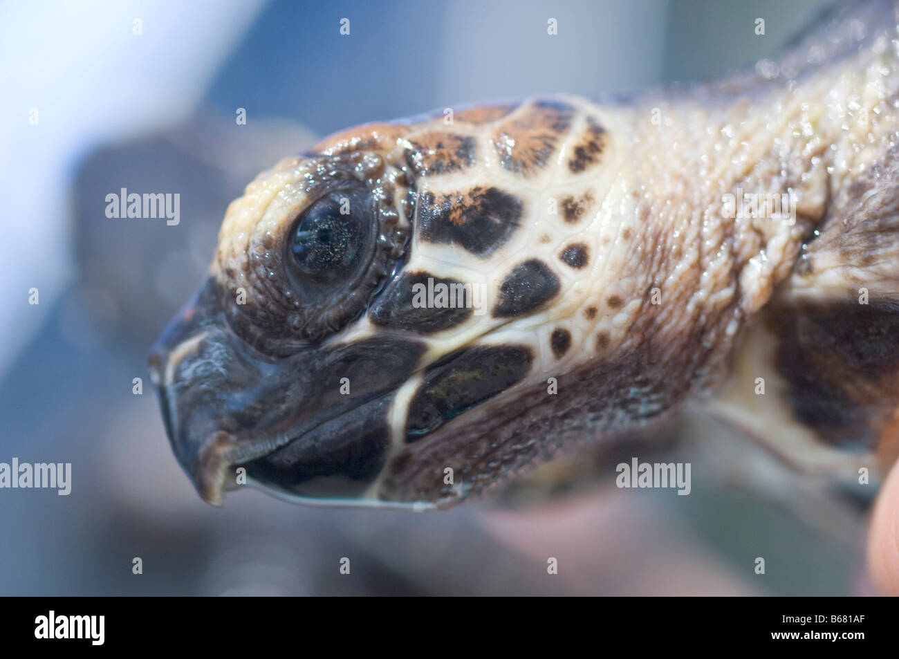 Close-up of Turtle, The Turtle Hospital, Marathon Dolphin Sanctuary ...