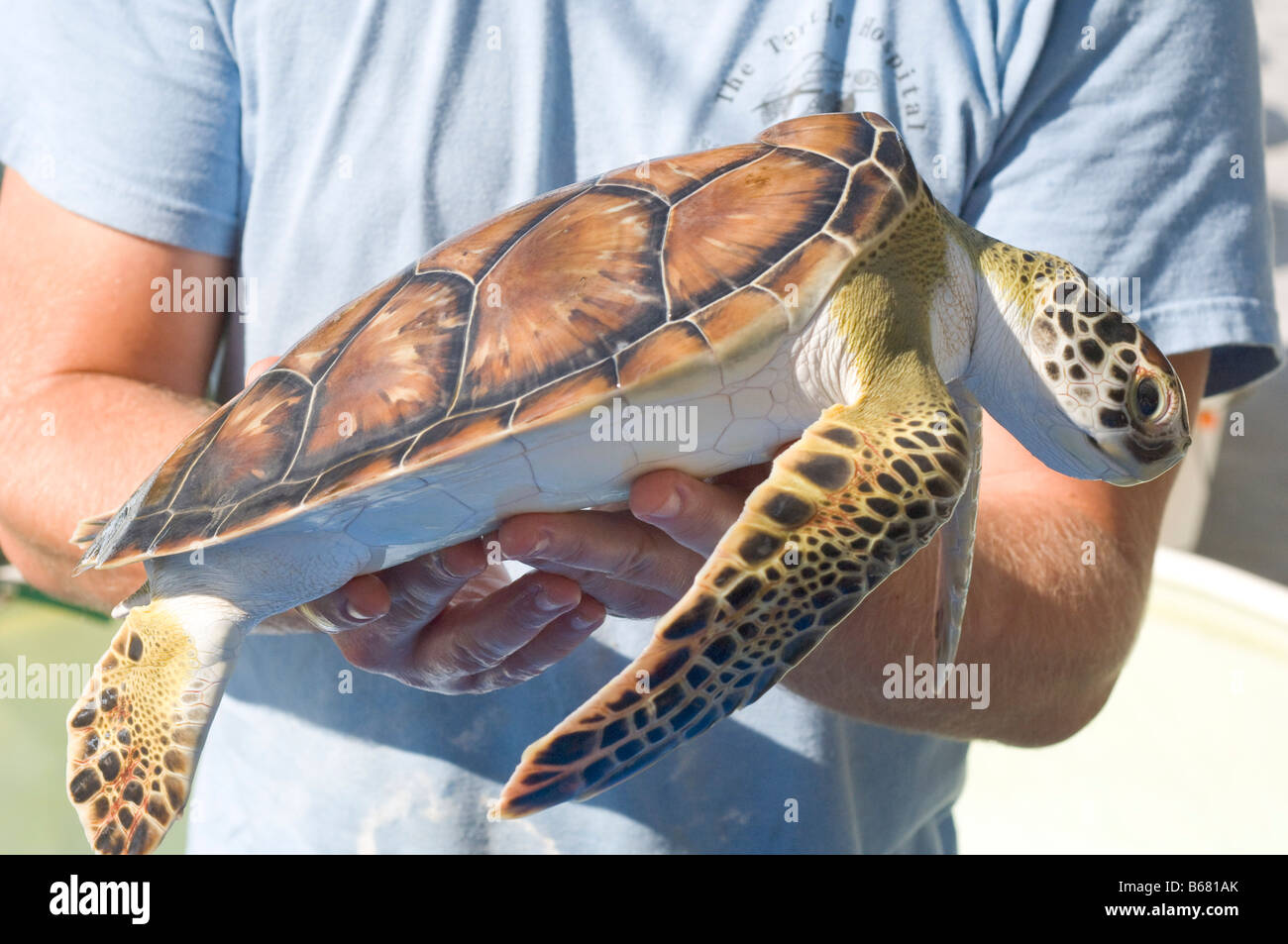 Close-up of Turtle, The Turtle Hospital, Marathon Dolphin Sanctuary ...